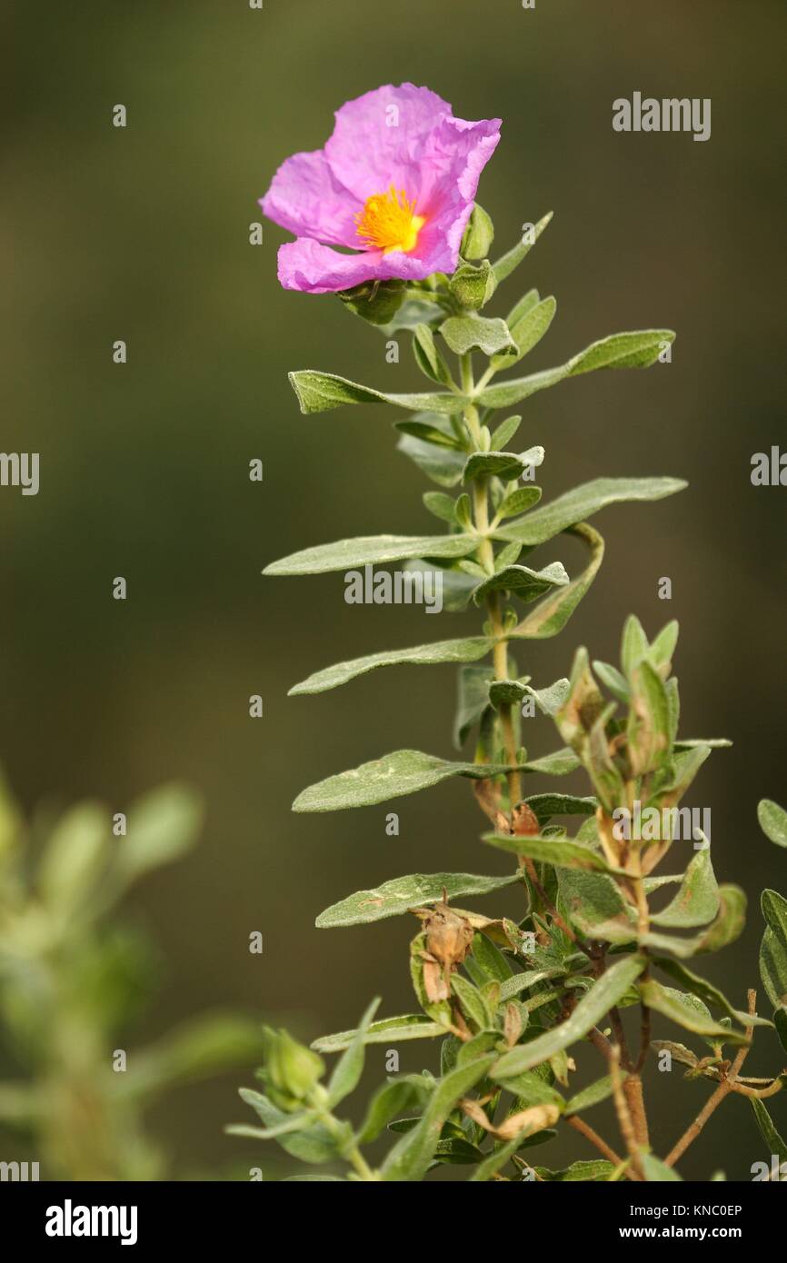 Flor de jara de jara hi-res stock photography and images - Alamy