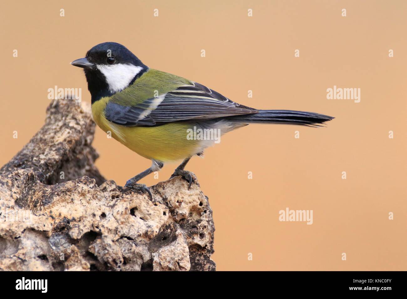 Un Carbonero Común (Parus major) en las cercanias de su nido. España ...