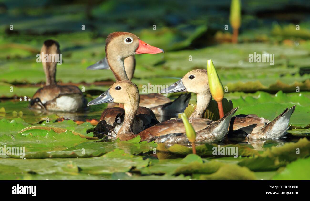 Ala verde hi-res stock photography and images - Alamy