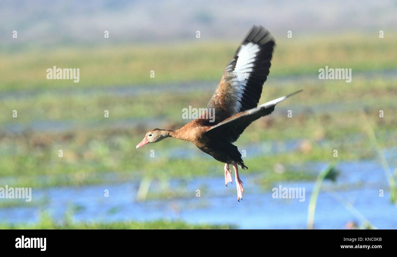 Ala verde hi-res stock photography and images - Alamy