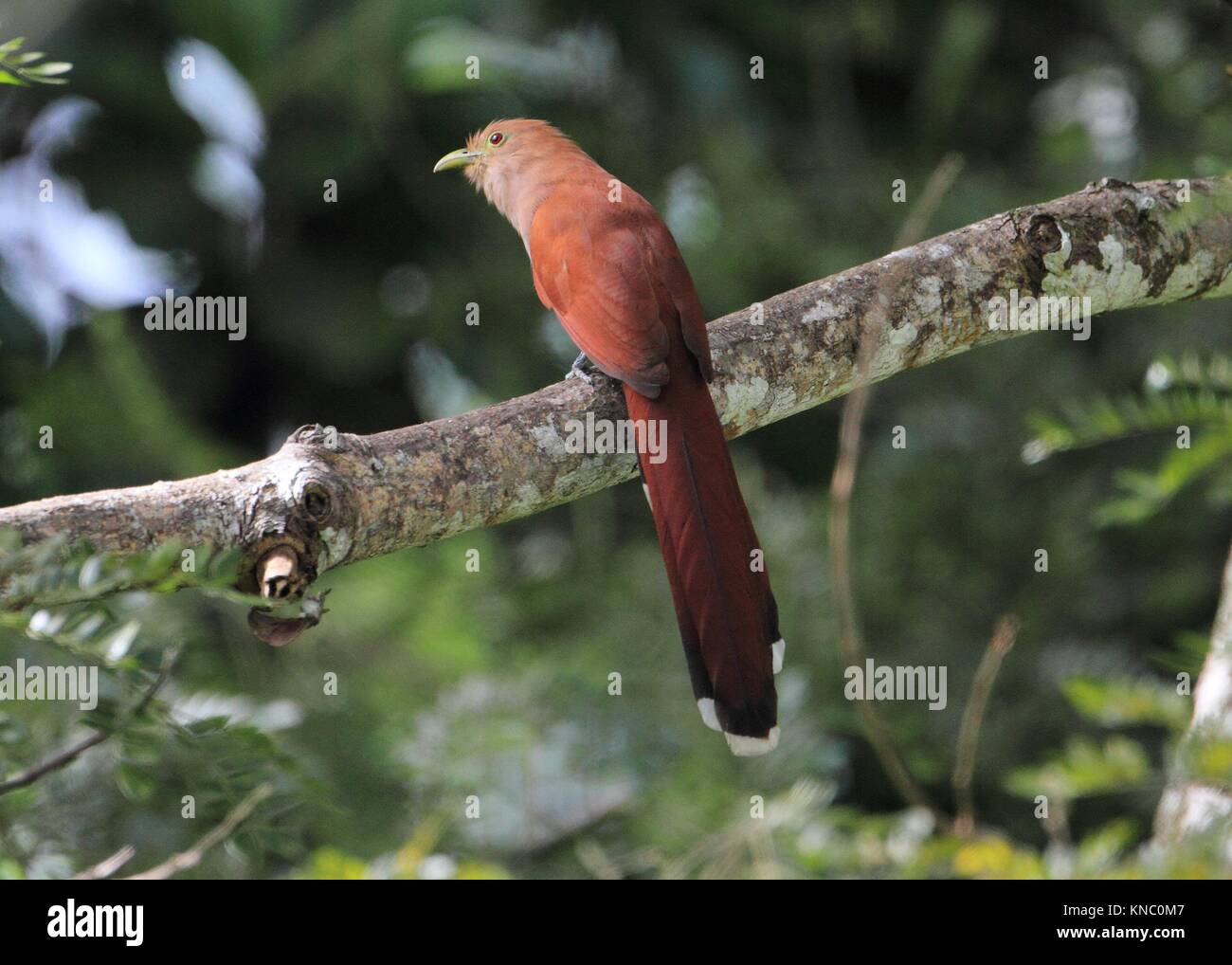 Cuco Ardilla, (Piaya cayana). Parque Nacional del Volcal Arenal, Costa ...