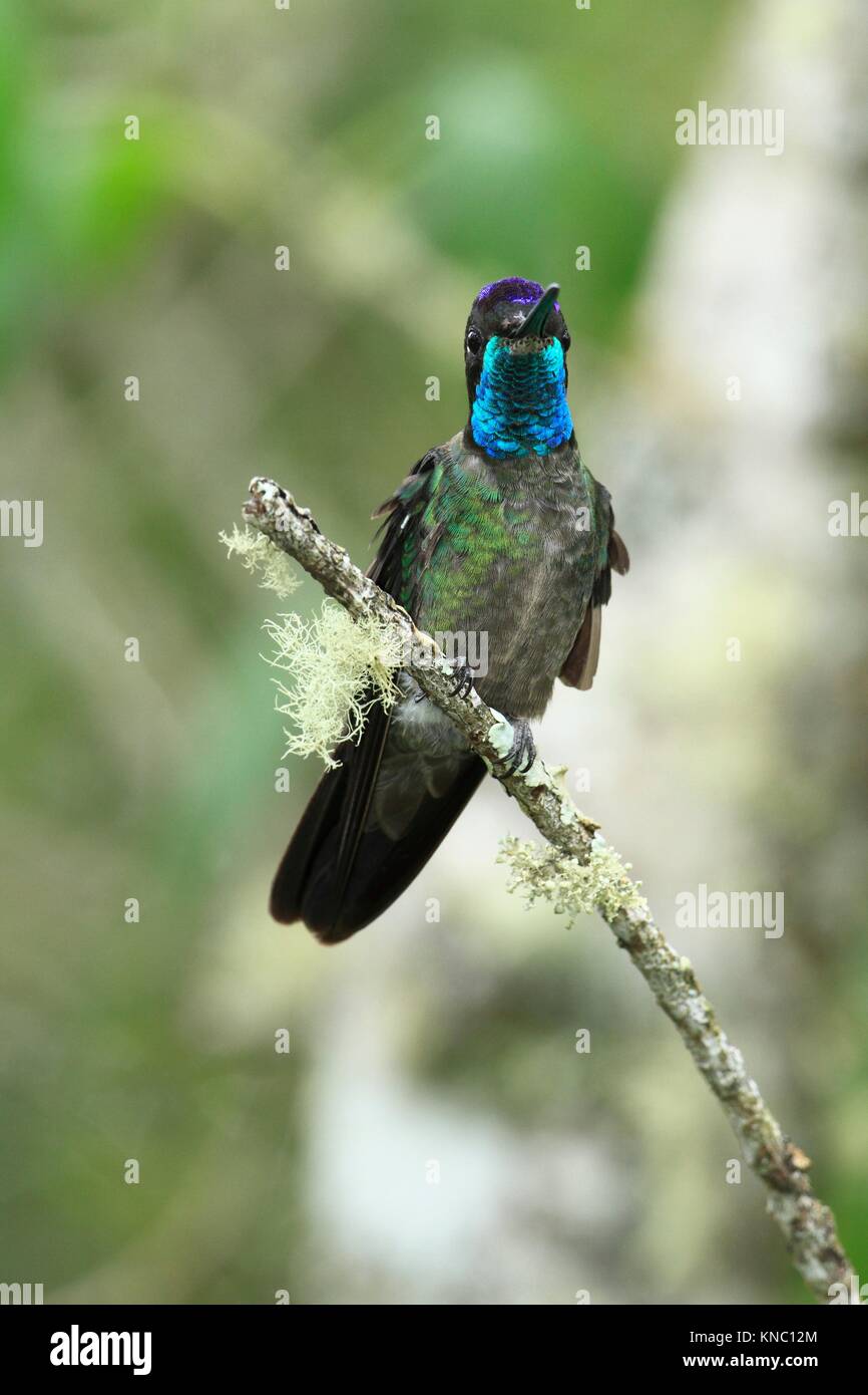 Aves de la selva hi-res stock photography and images - Alamy