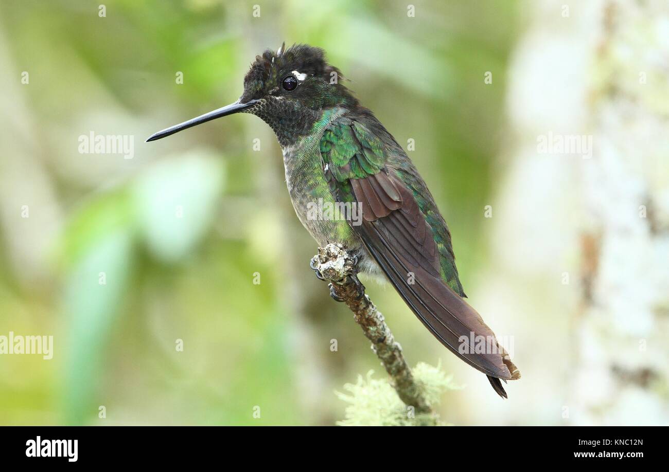 Animal de la selva de costa rica hi-res stock photography and images ...