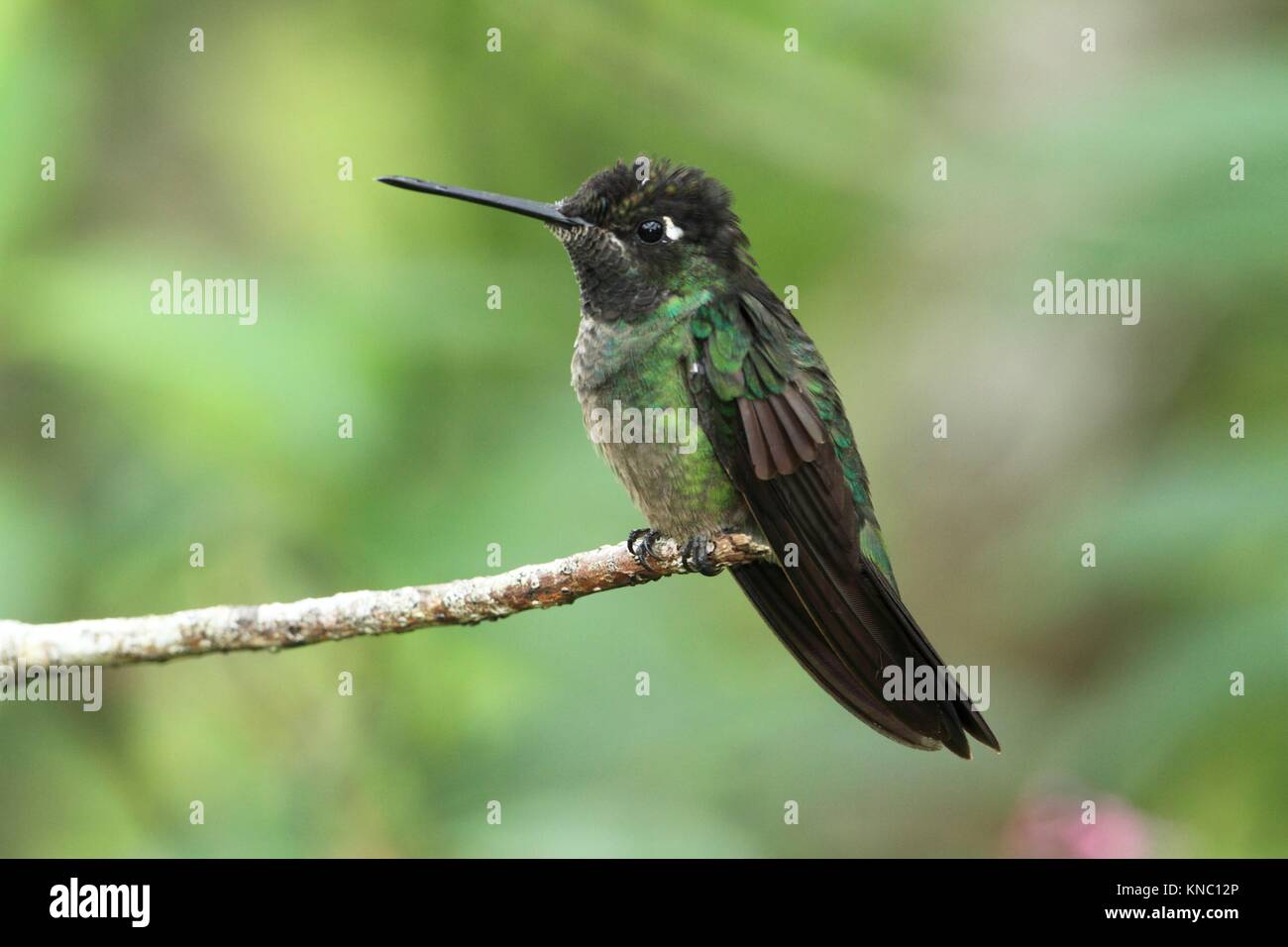 Colibrí Magnifico, ( Eugenes fulgens) macho, en la reserva biologica de ...