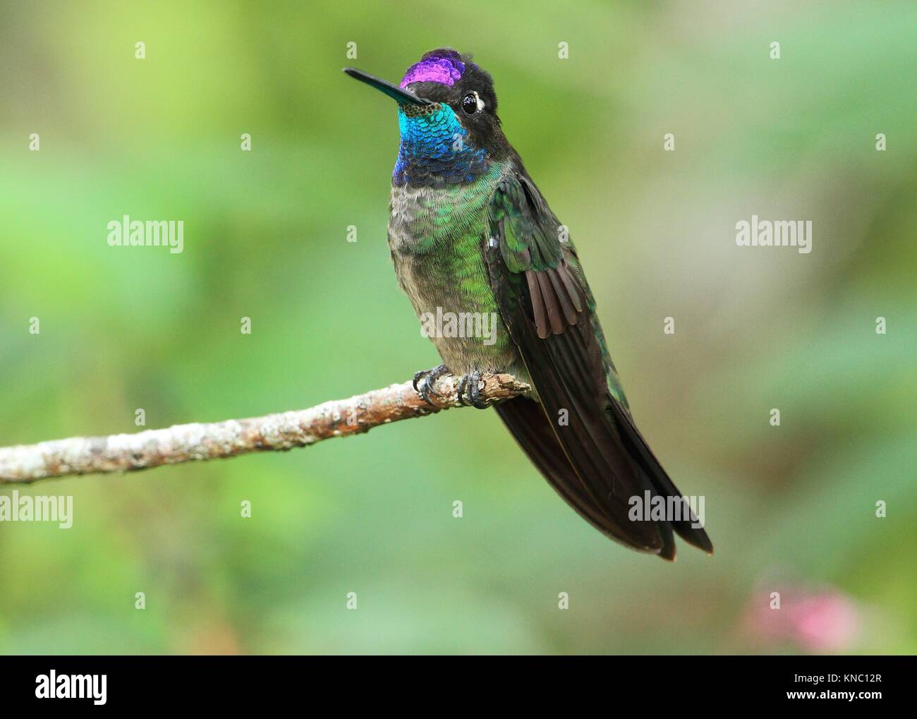 Aves de la selva hi-res stock photography and images - Alamy