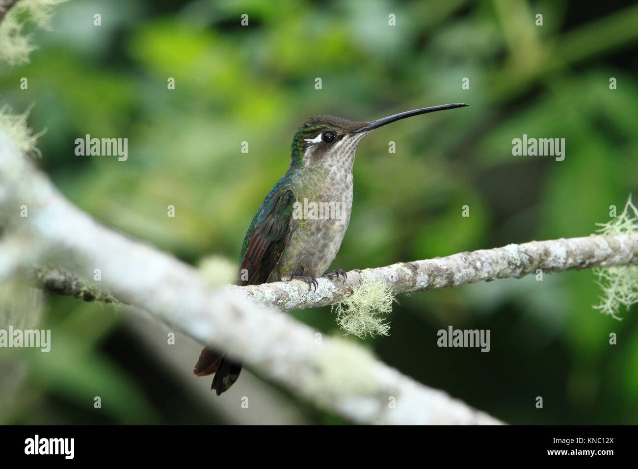 Aves en la costa hi-res stock photography and images - Alamy