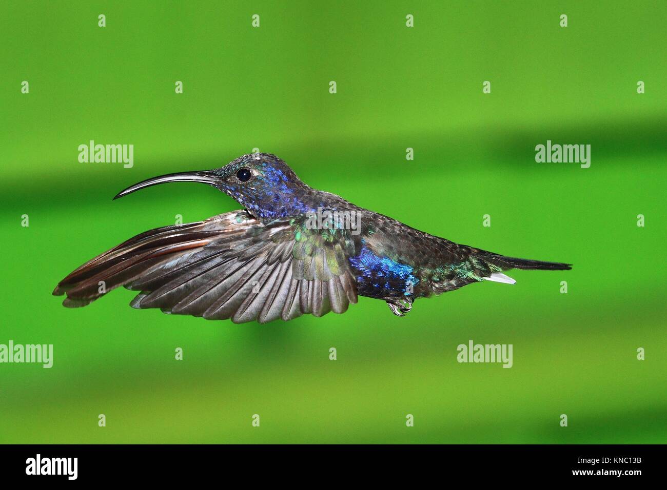 Alas de color hi-res stock photography and images - Alamy