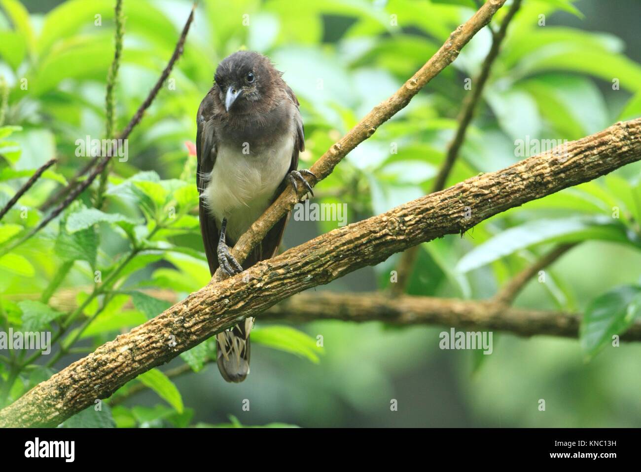 Aves en la costa hi-res stock photography and images - Alamy