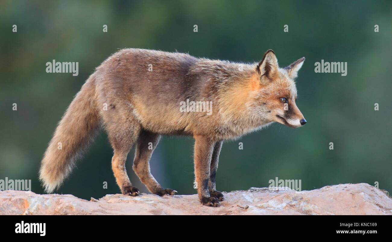 Un zorro Común (vulpes vulpes). Parque Nacional de Monfragüe, Caceres ...