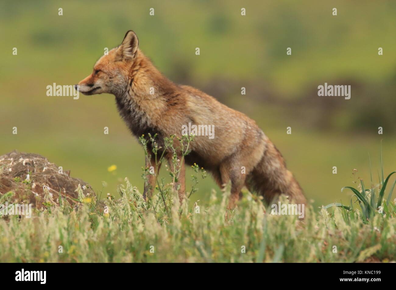 Zorro Común High Resolution Stock Photography and Images - Alamy