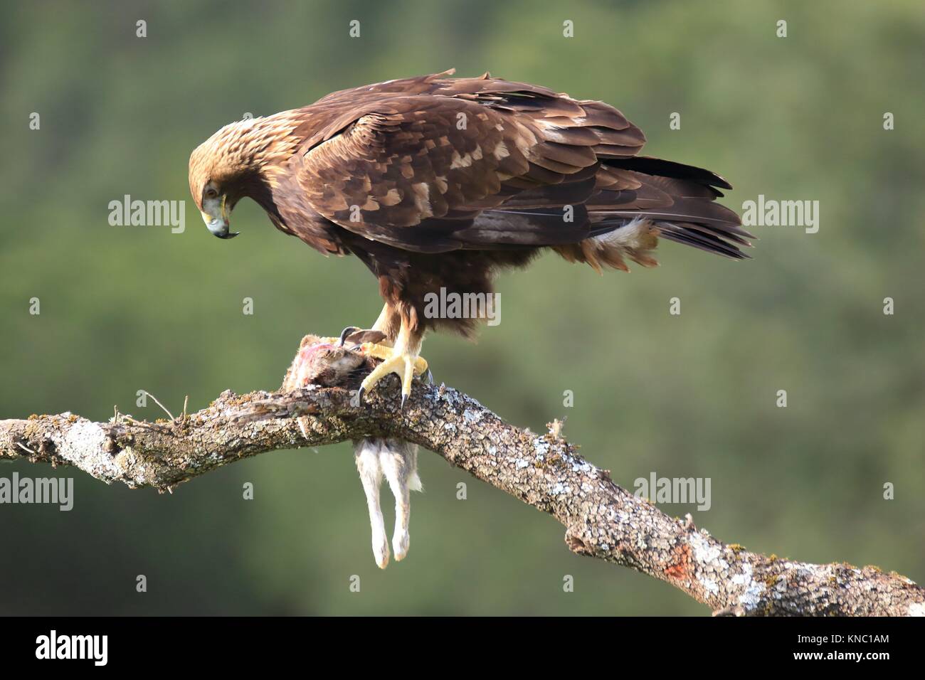 Presa de aves rapaces hi-res stock photography and images - Alamy