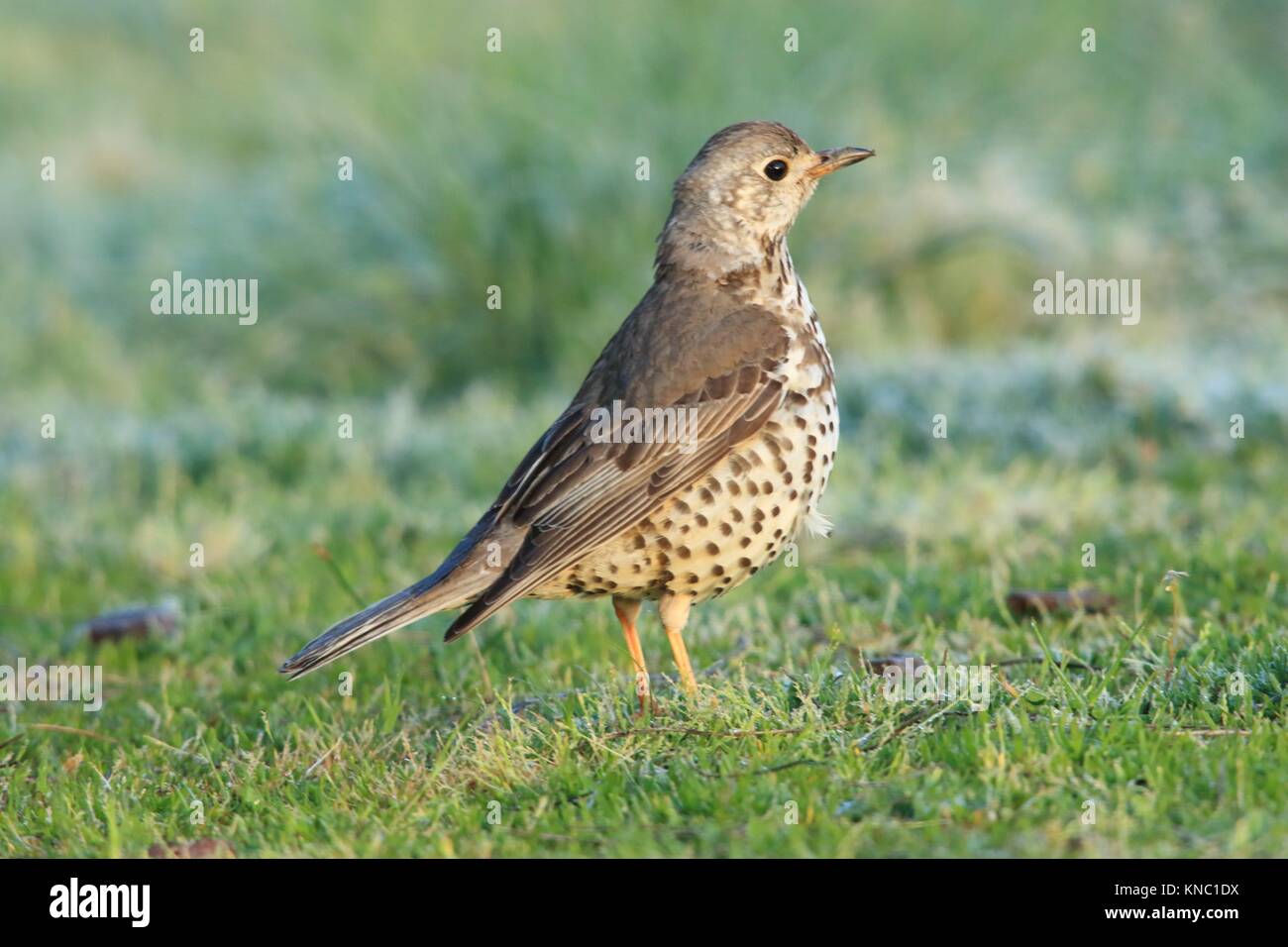 Zorzal Charlo Turdus Viscivorus En Una Dehesa Extremeña Extremadura