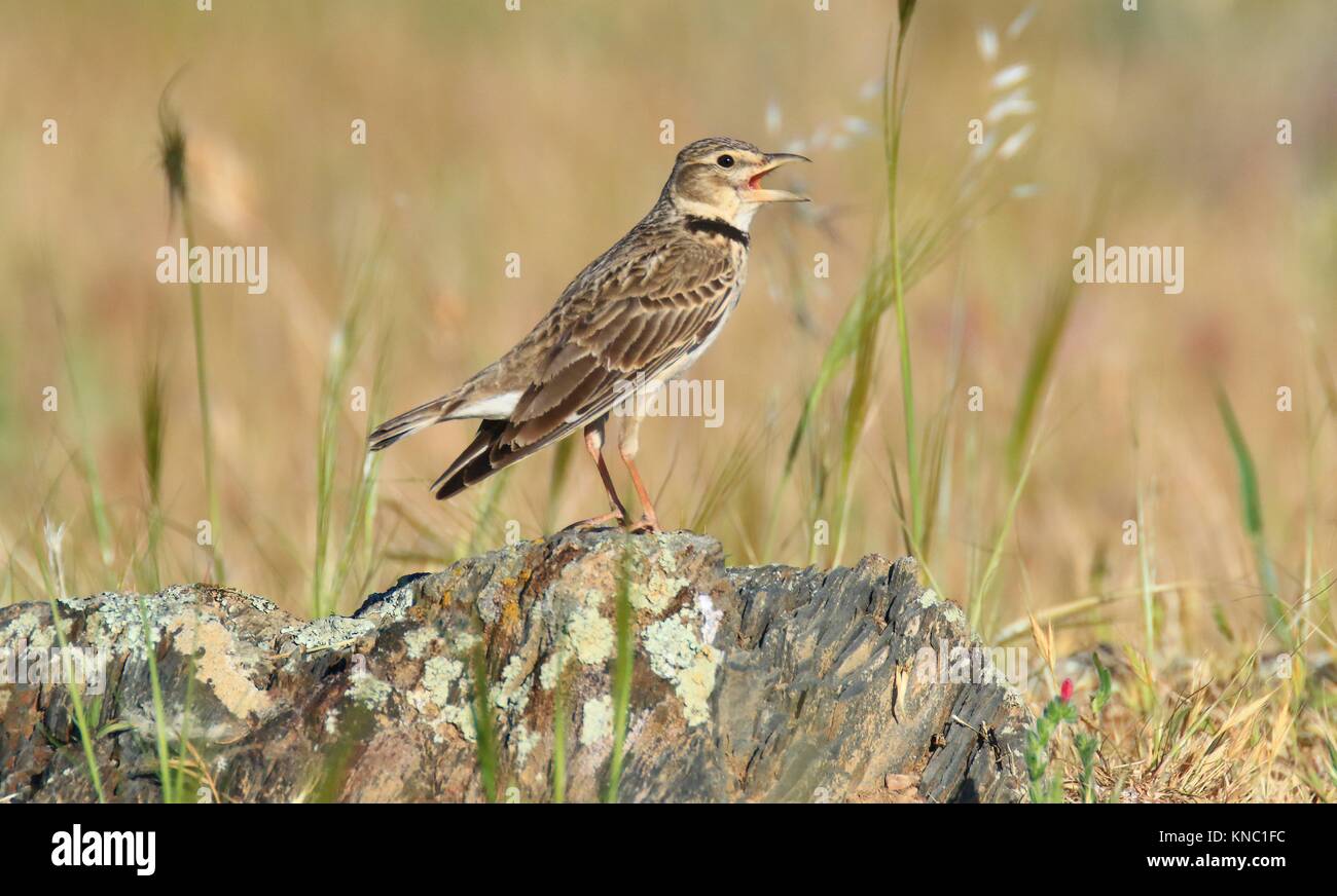 Calandria High Resolution Stock Photography and Images - Alamy