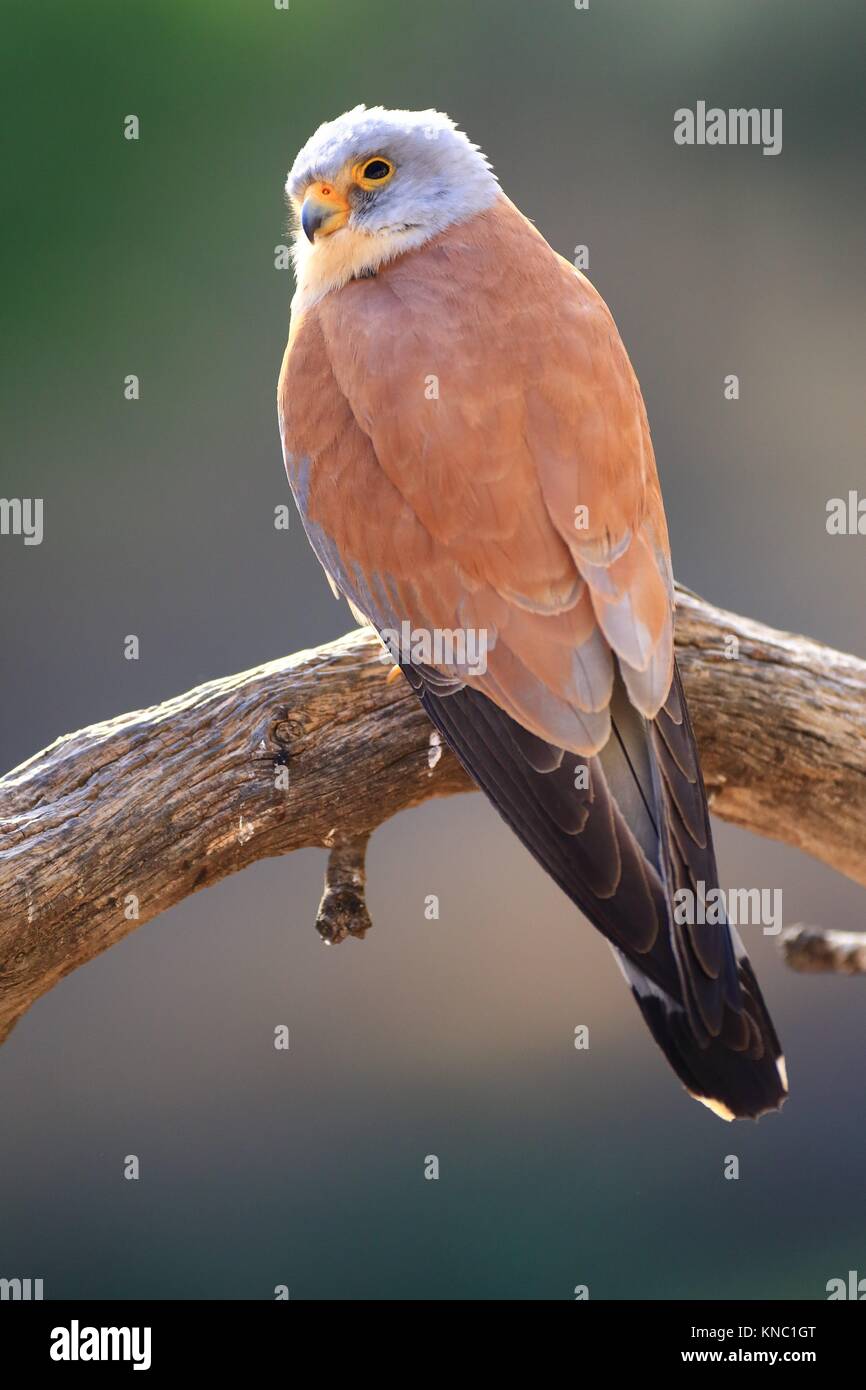 Lesser kestrel, male, in a colony. Extremadura, Spain Stock Photo - Alamy
