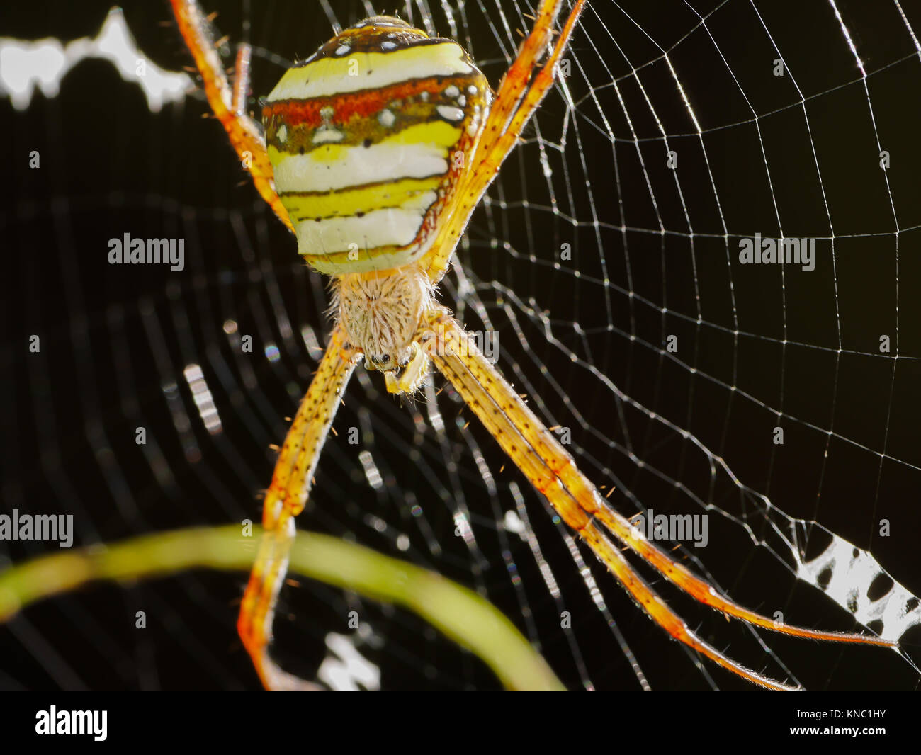 Brown spider which bottom is yellow, orange, black and white on the ...