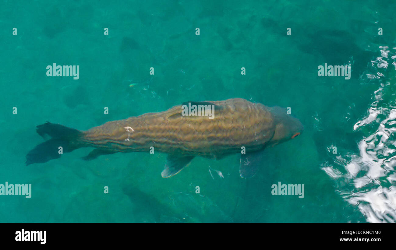brown big fish in the clear water pond Stock Photo - Alamy