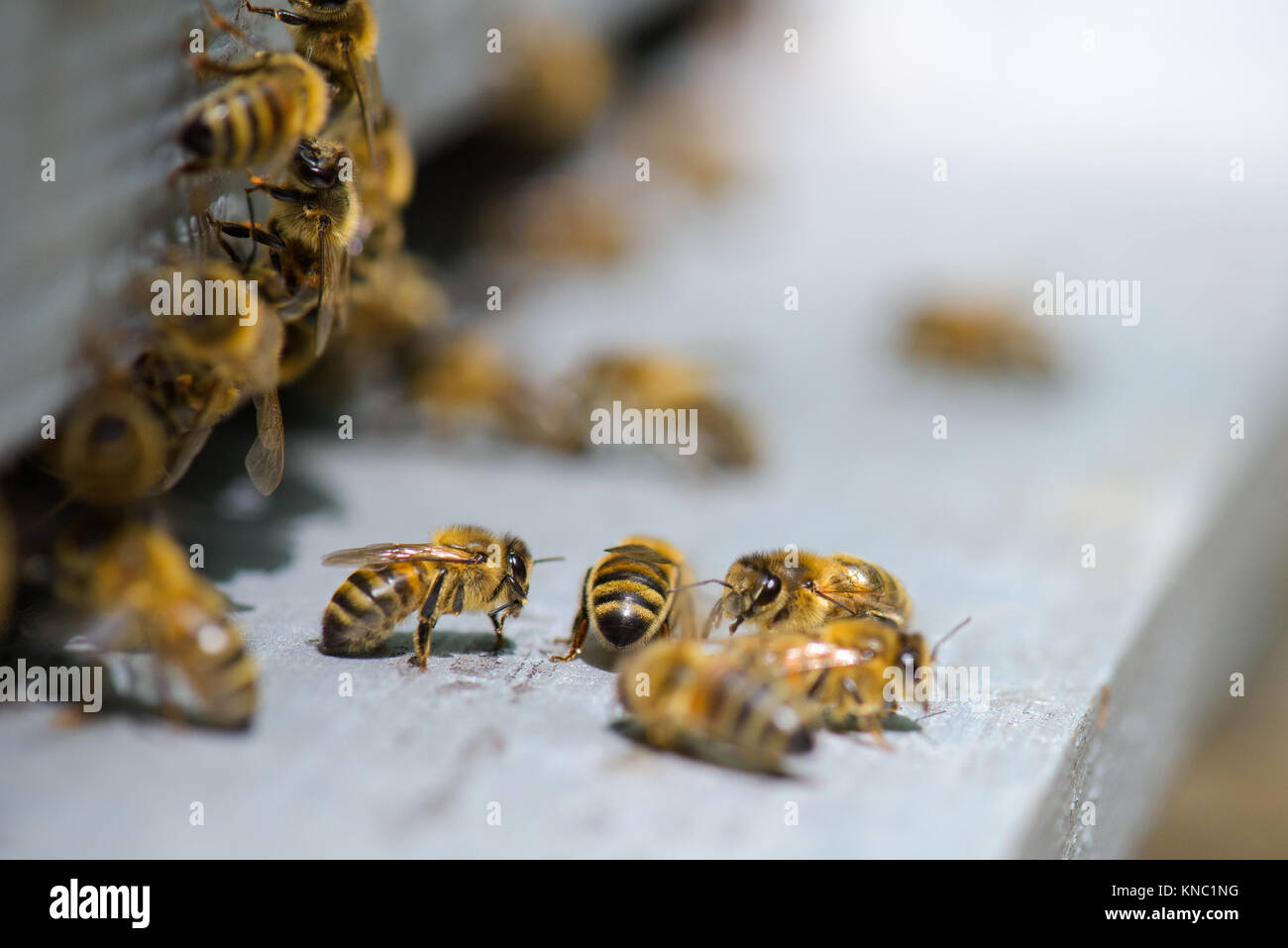 bees on the platform Stock Photo - Alamy