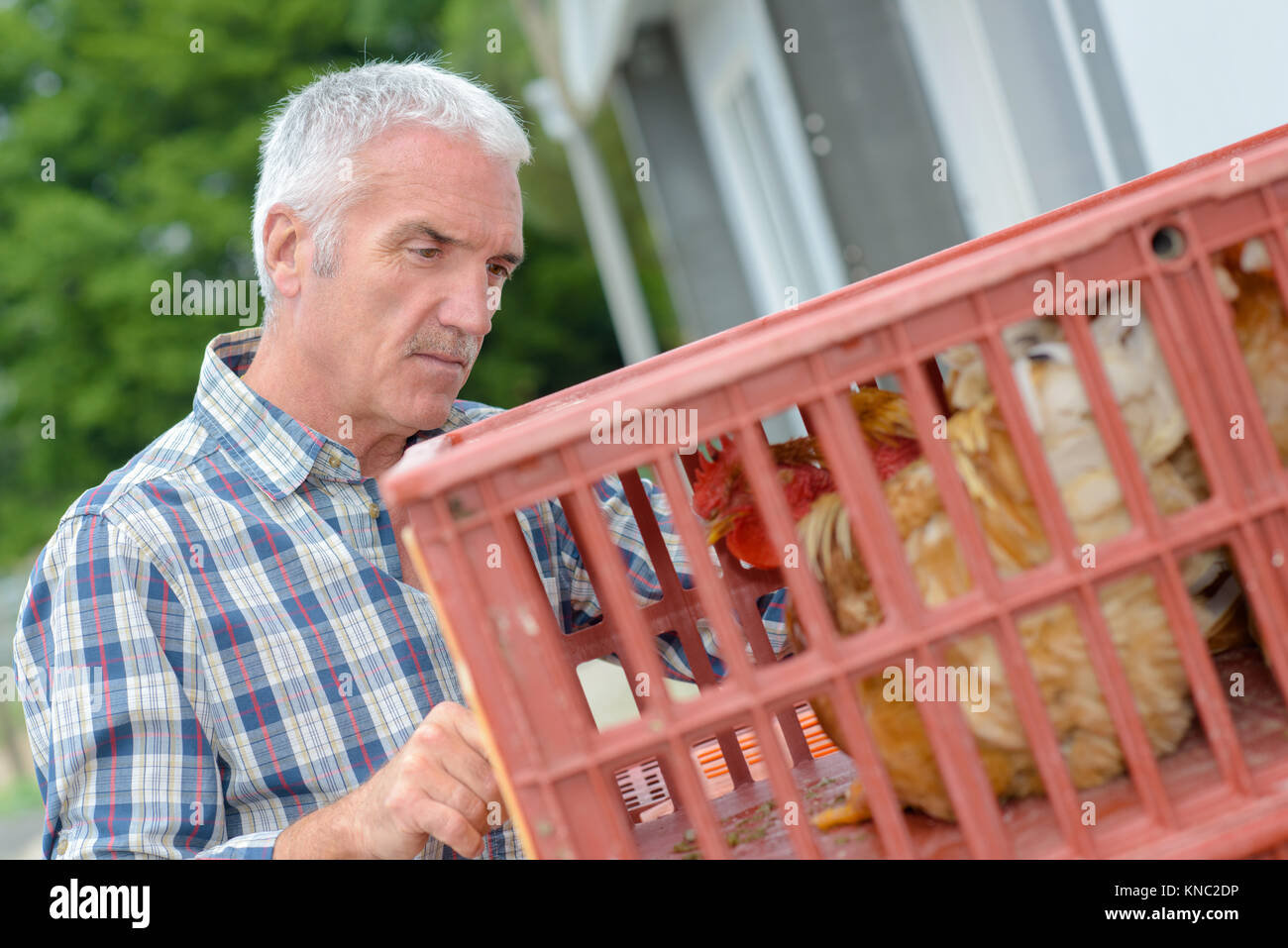 Farmer looking at hen in plastic crate Stock Photo - Alamy