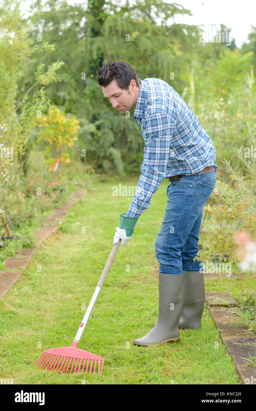 man raking the gardne grass Stock Photo - Alamy