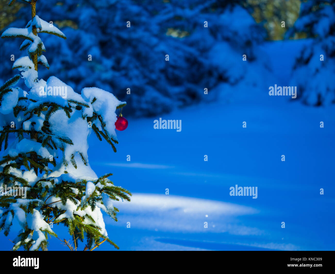 christmas tree red ball decoration with real snow Stock Photo - Alamy