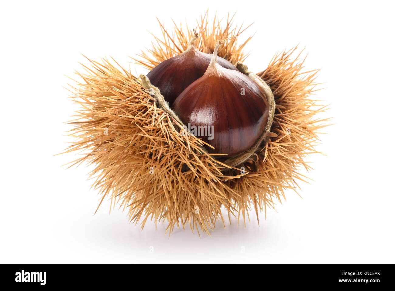 Chestnut Shell