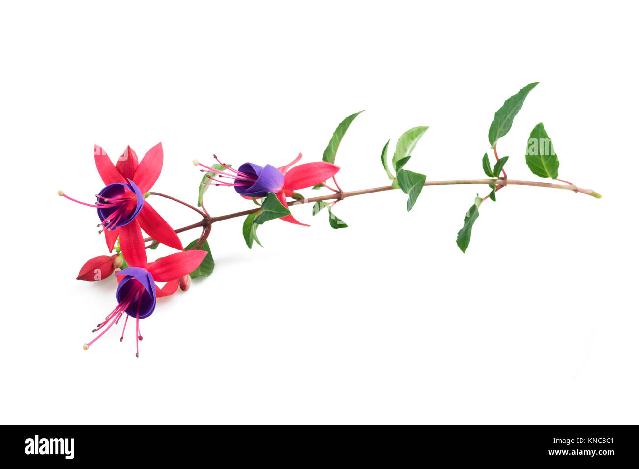 Fuchsia triphylla hi-res stock photography and images - Alamy