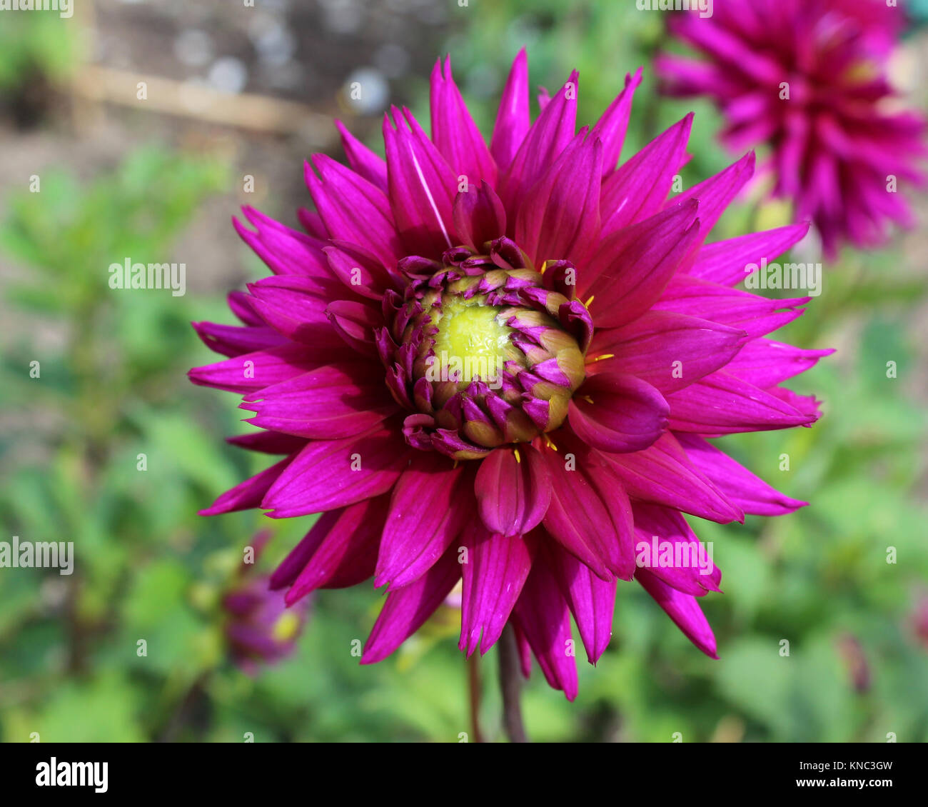 The striking deep purple flower of a Dahlia plant, growing outdoors in ...