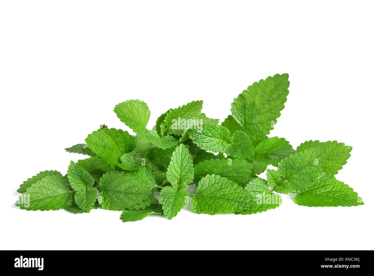 Fresh lemon balm isolated on white background Stock Photo - Alamy