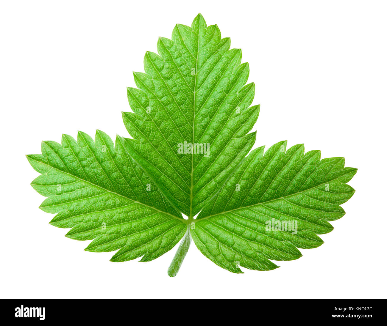 Young strawberry leaf isolated Stock Photo - Alamy