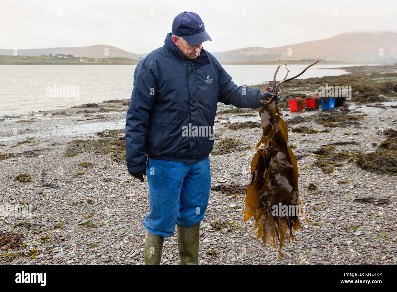 Foraging seaweed, Valentia Island County Kerry, Ireland Stock Photo - Alamy