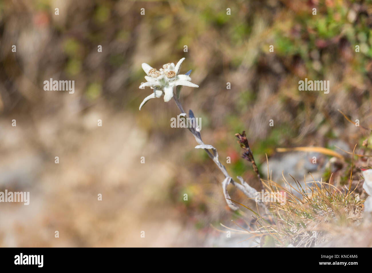 blooming natural edelweiss flower (leontopodium alpinum) in alpine ...