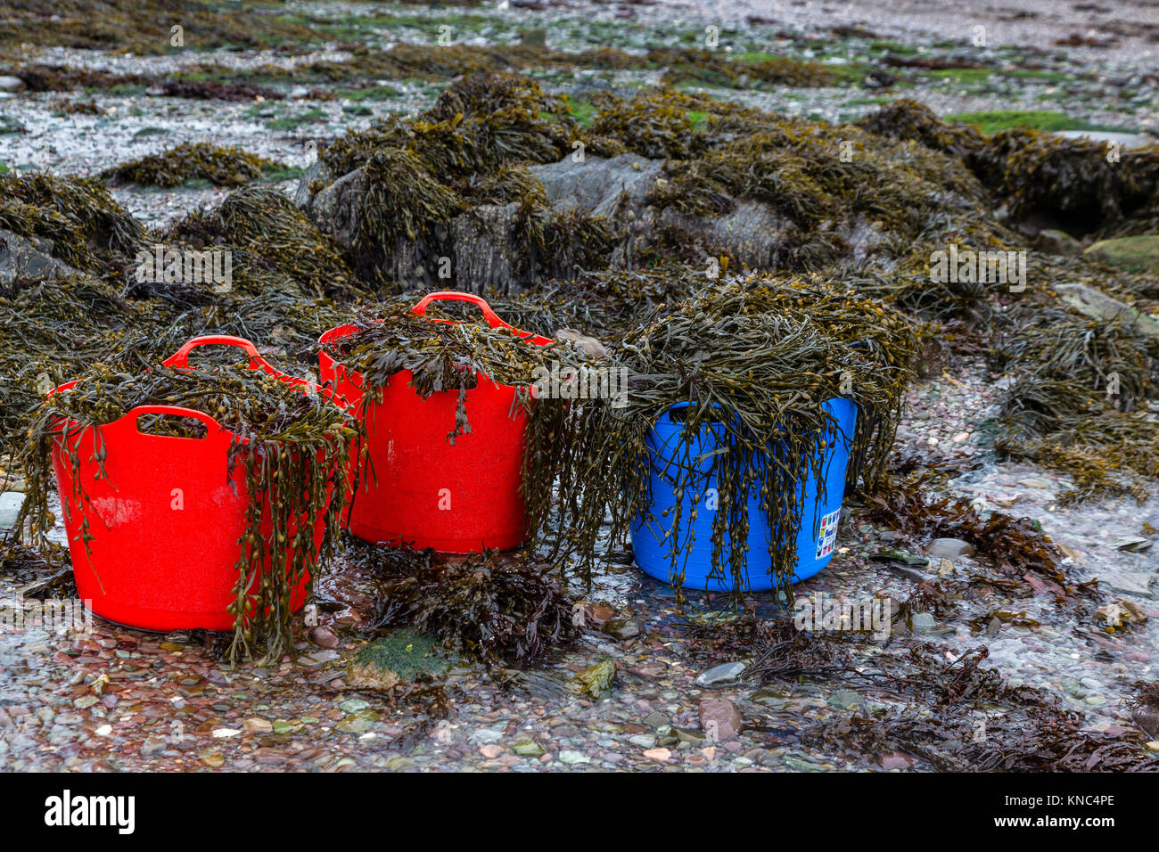 Foraging seaweed irish hi-res stock photography and images - Alamy