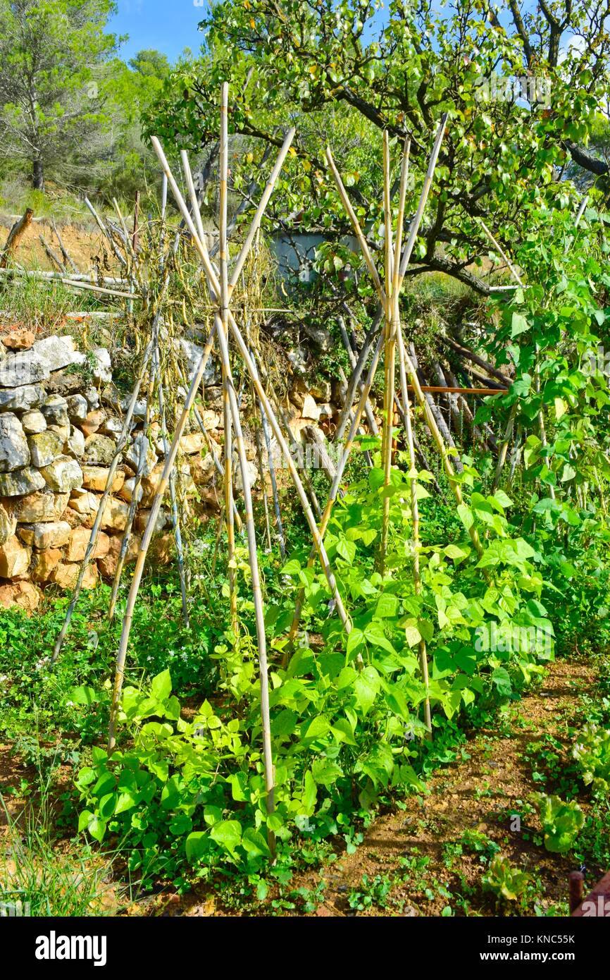 Vegetable orchard hi-res stock photography and images - Alamy