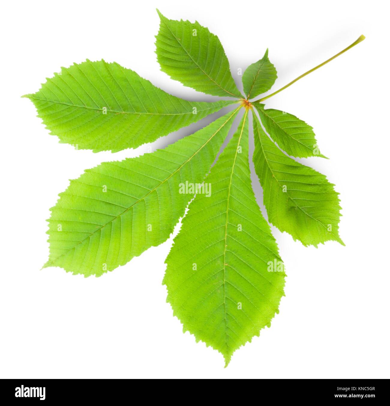 Chestnut white background hi-res stock photography and images - Alamy