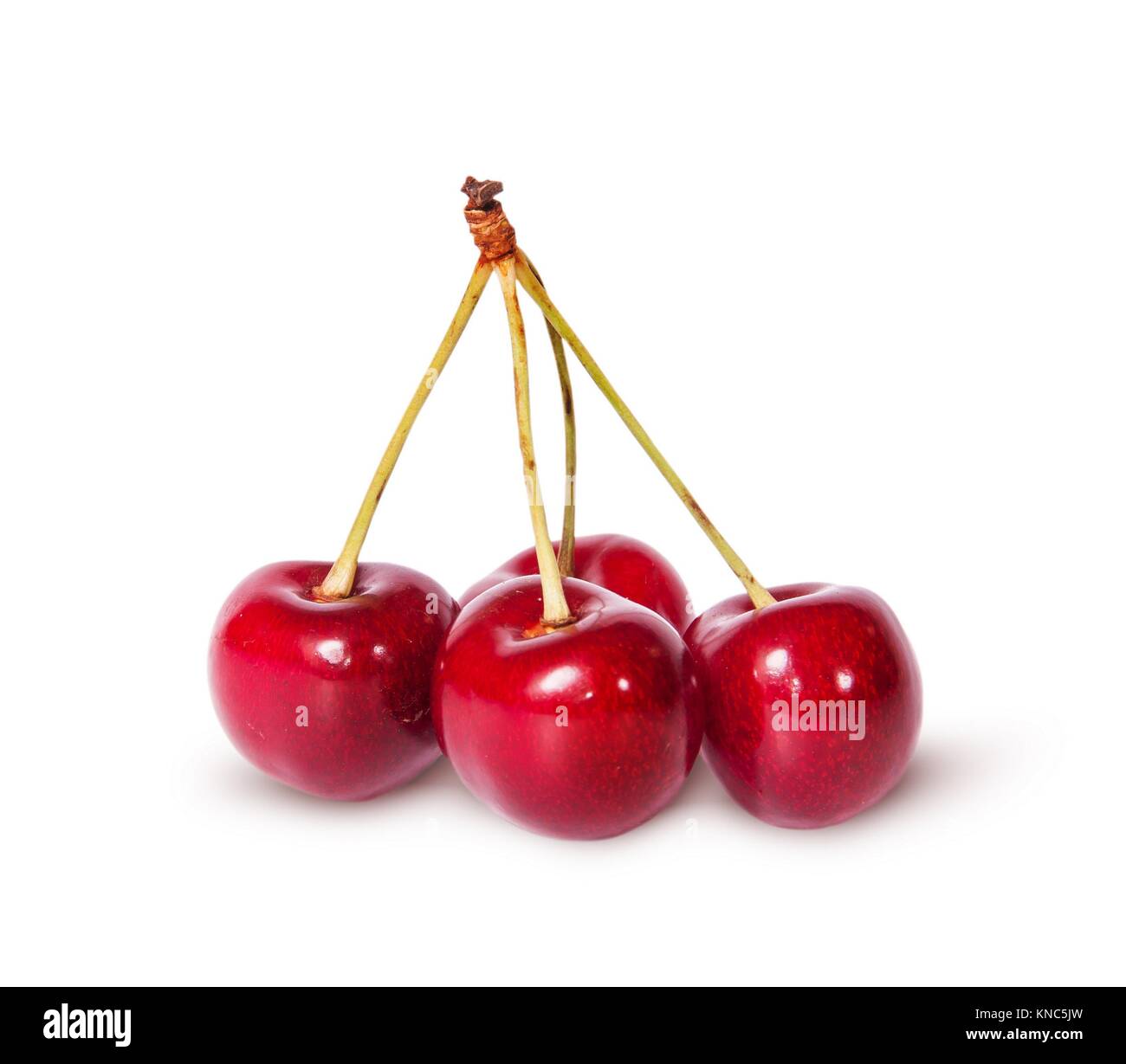 Four red ripe sweet cherries on one branch isolated on white background ...