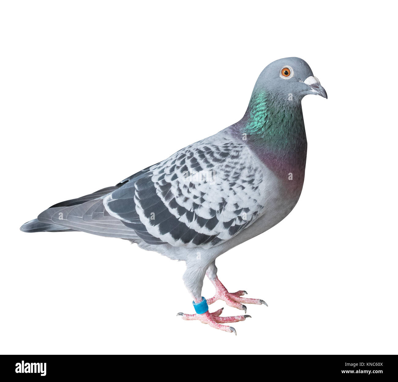 side view full body of homing pigeon bird isolated white background ...