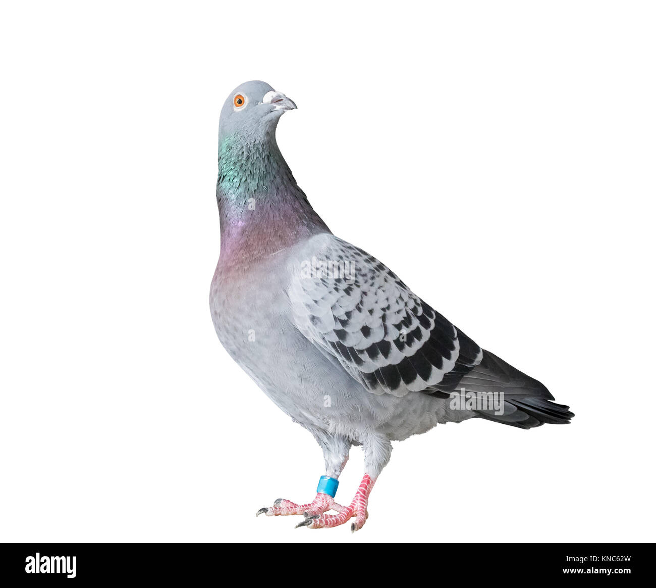 full body of speed racing pigeon bird isolated white background Stock ...