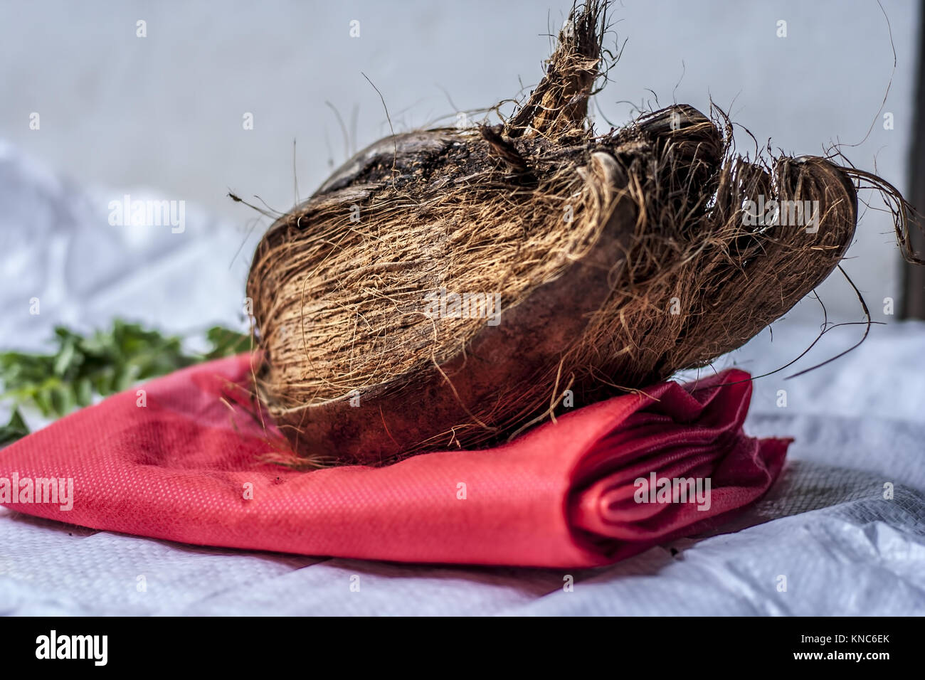 Cocos nucifera,raw coconut on a red cloth Stock Photo - Alamy