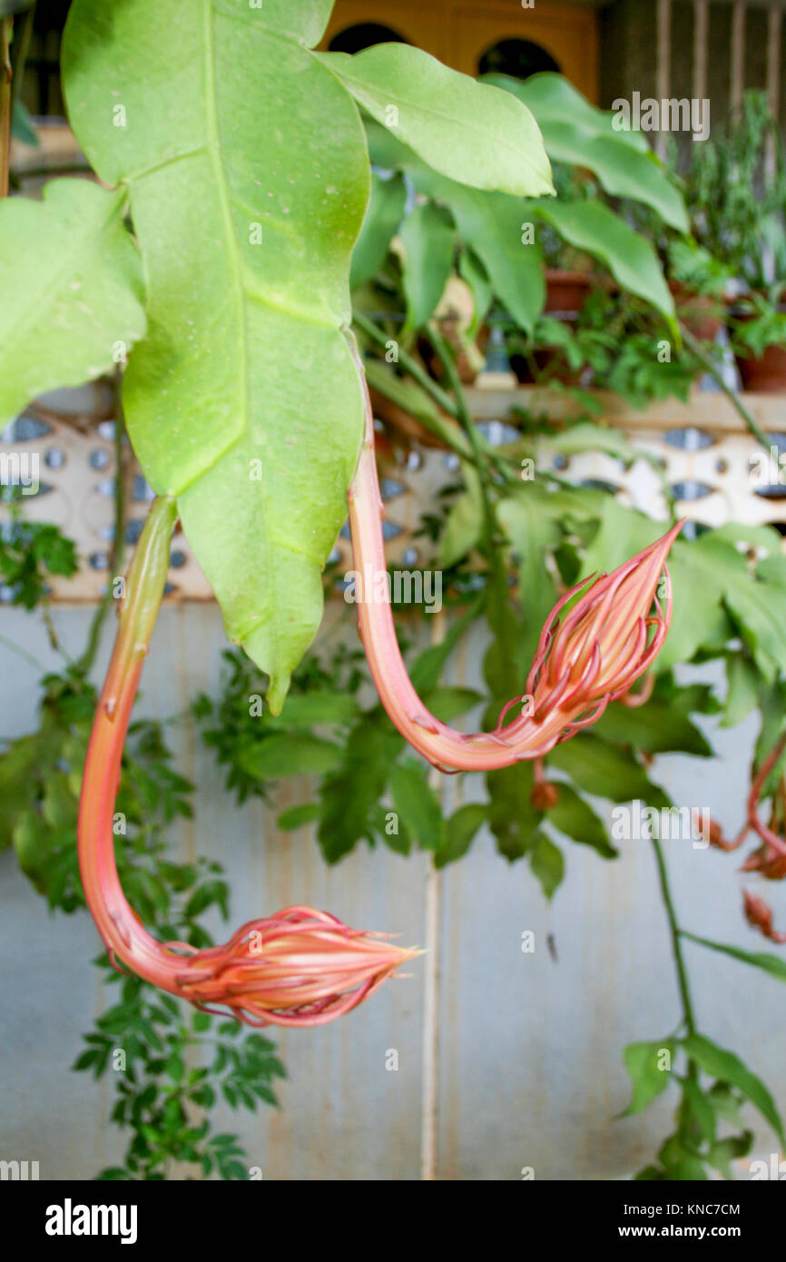 Leaf nodes hi-res stock photography and images - Alamy