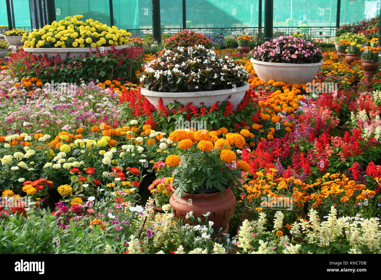 Beautifully arranged, colourful/ colorful Flower Show Stock Photo - Alamy