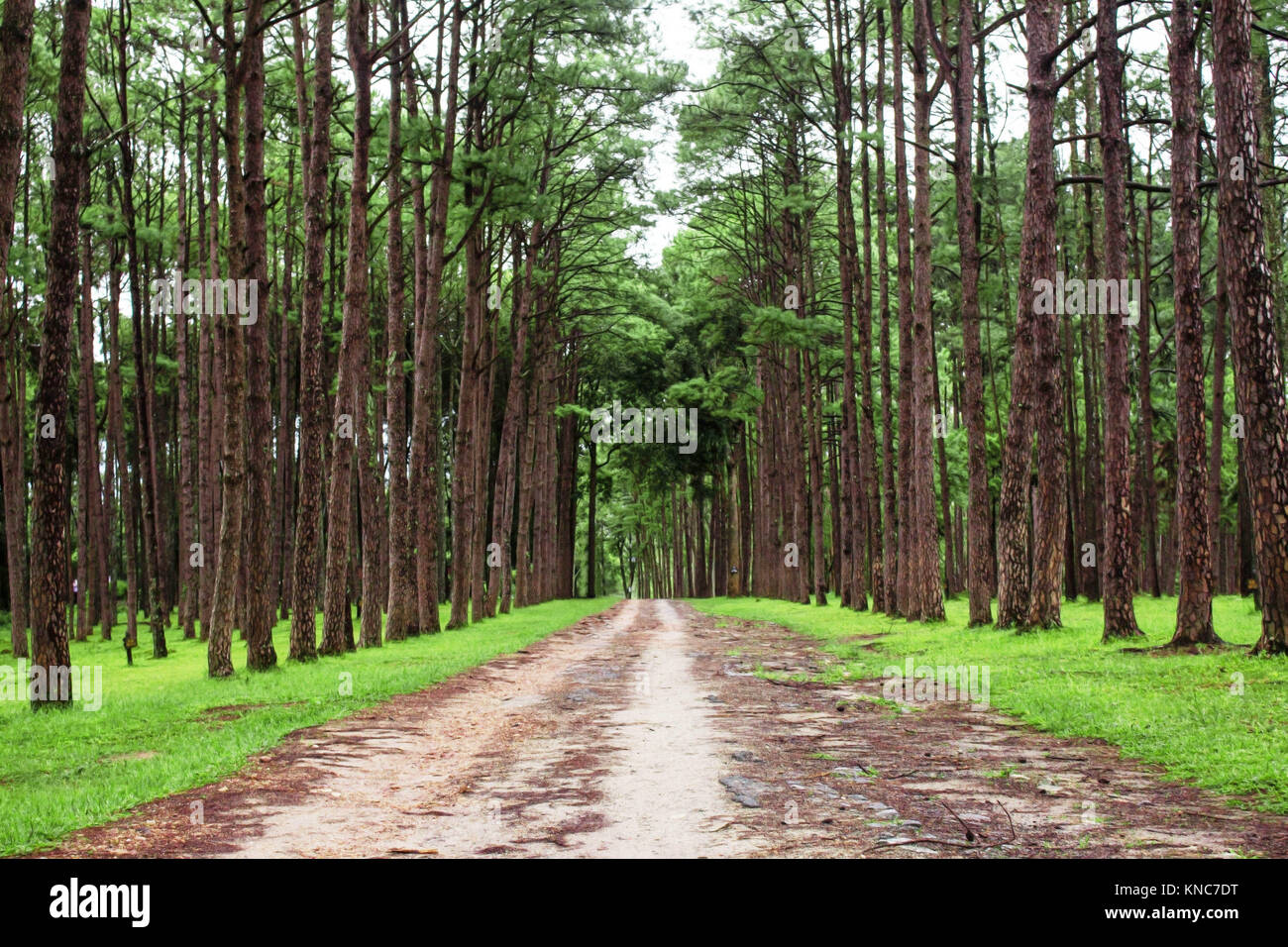 Pine trees and pathways with beautiful of nature Stock Photo - Alamy