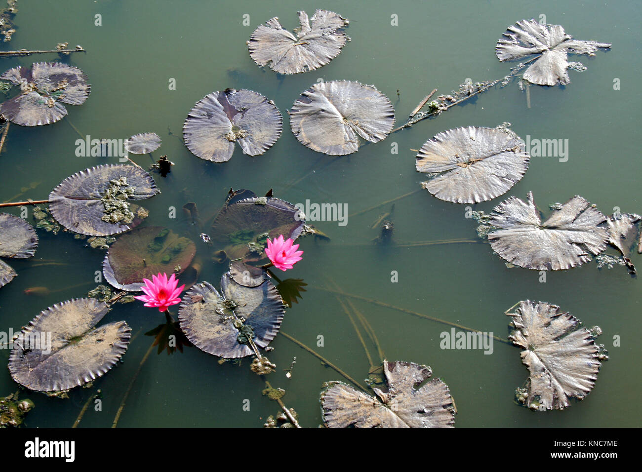Two pink lotuses with floating leaves in a pond Stock Photo - Alamy