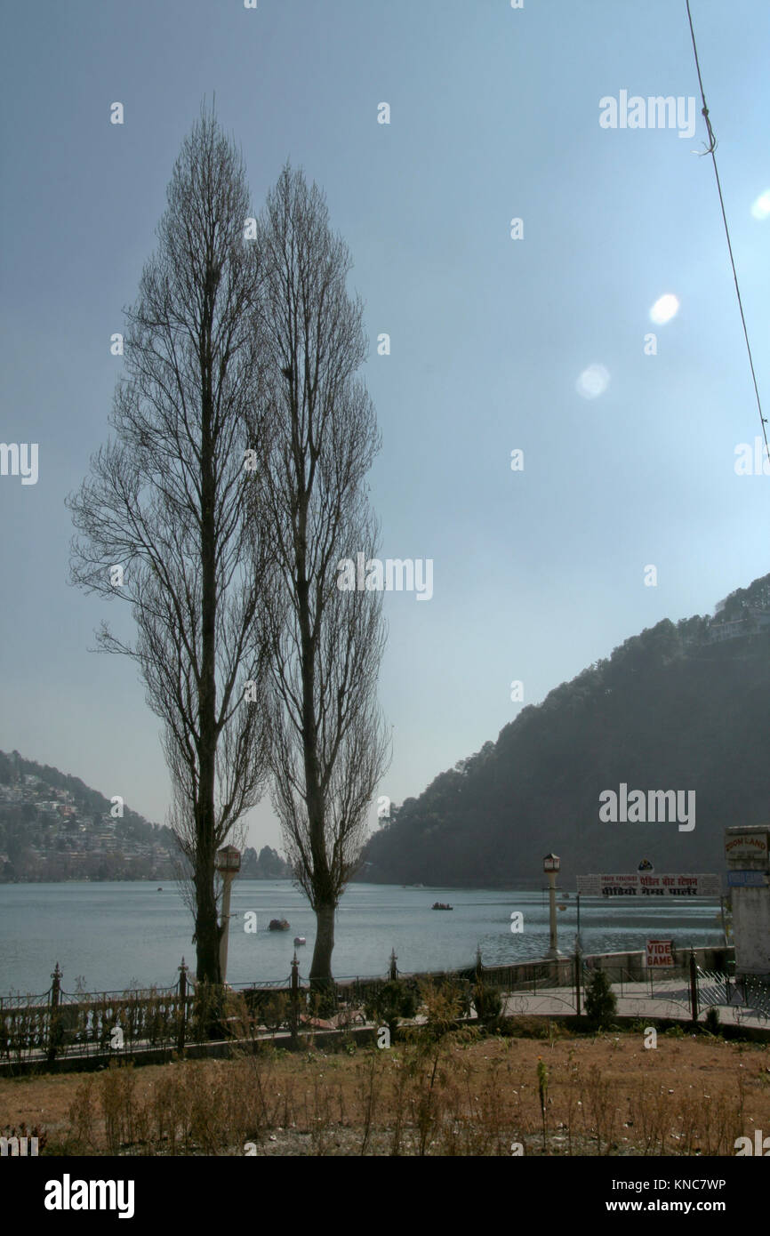 Pair of tall trees hi-res stock photography and images - Alamy