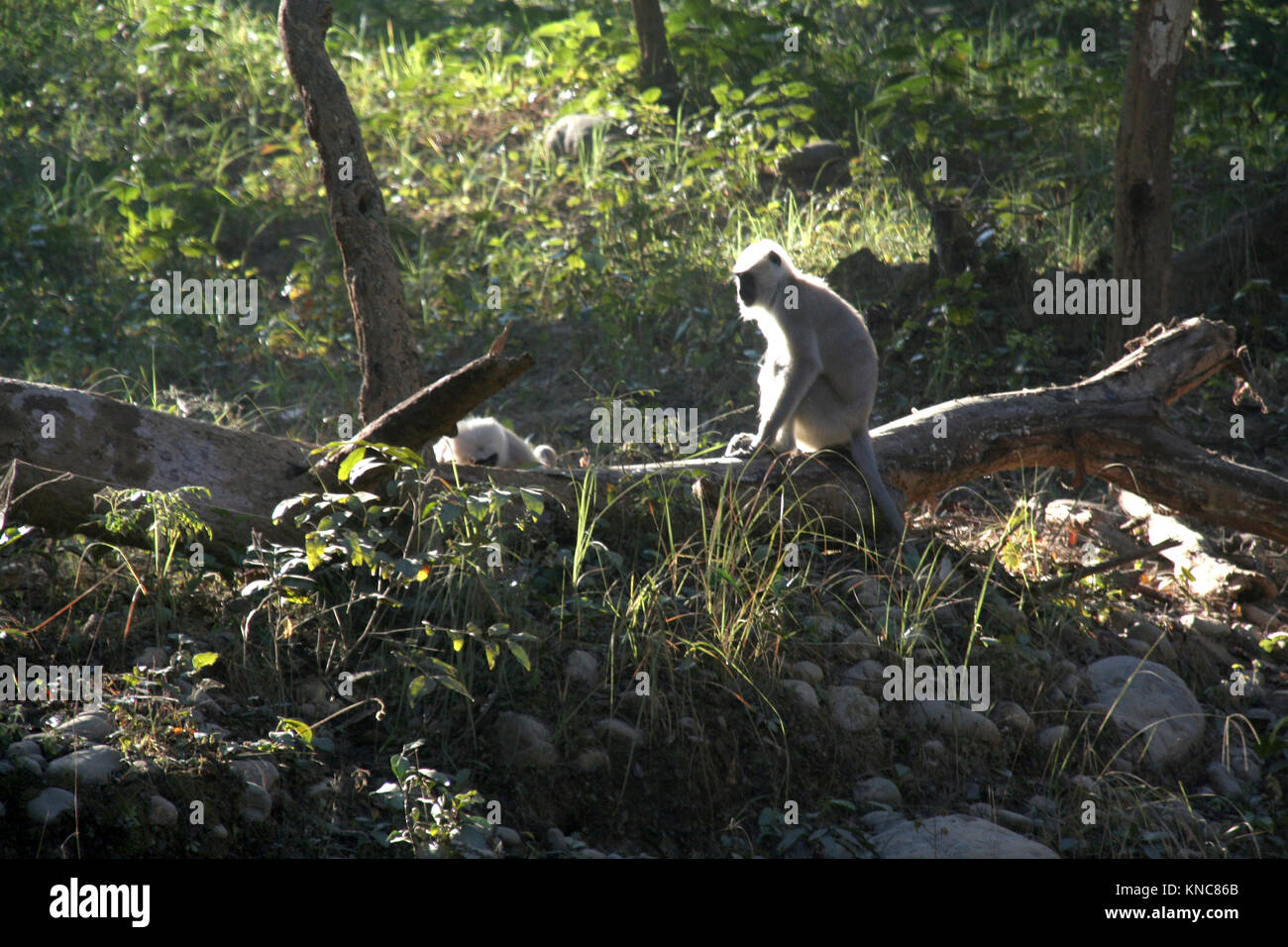 Black mouth monkey hi-res stock photography and images - Alamy