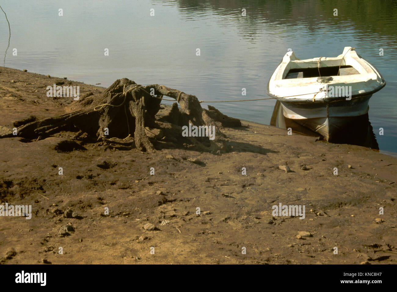 A white boat anchored to a fallen tree trunk Stock Photo - Alamy