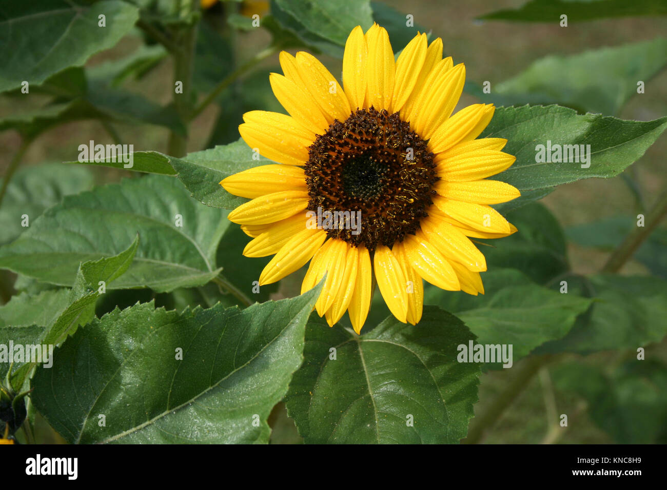 Disc florets hi-res stock photography and images - Alamy