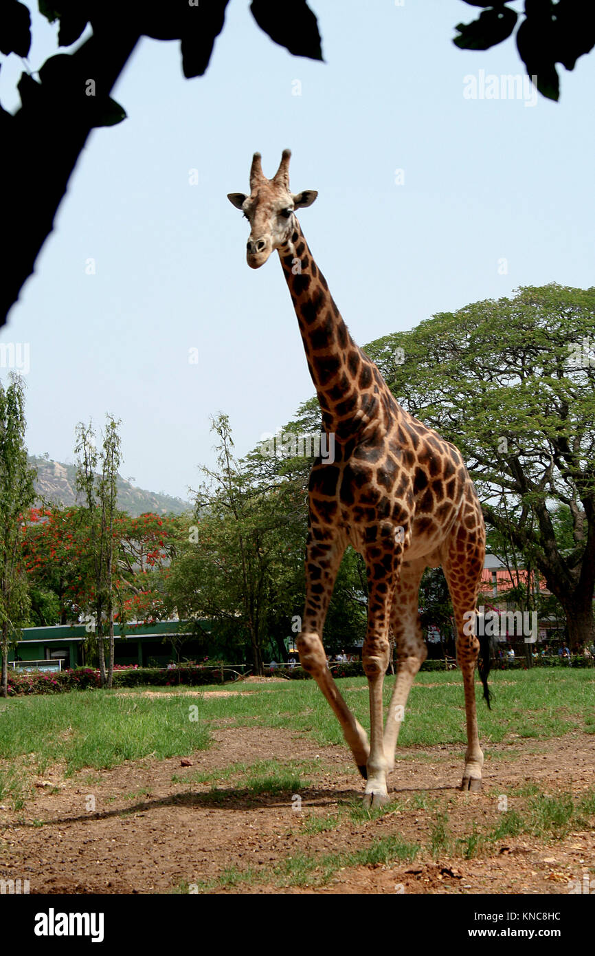 Giraffe, a long necked animal with dark brown patched skin Stock Photo ...