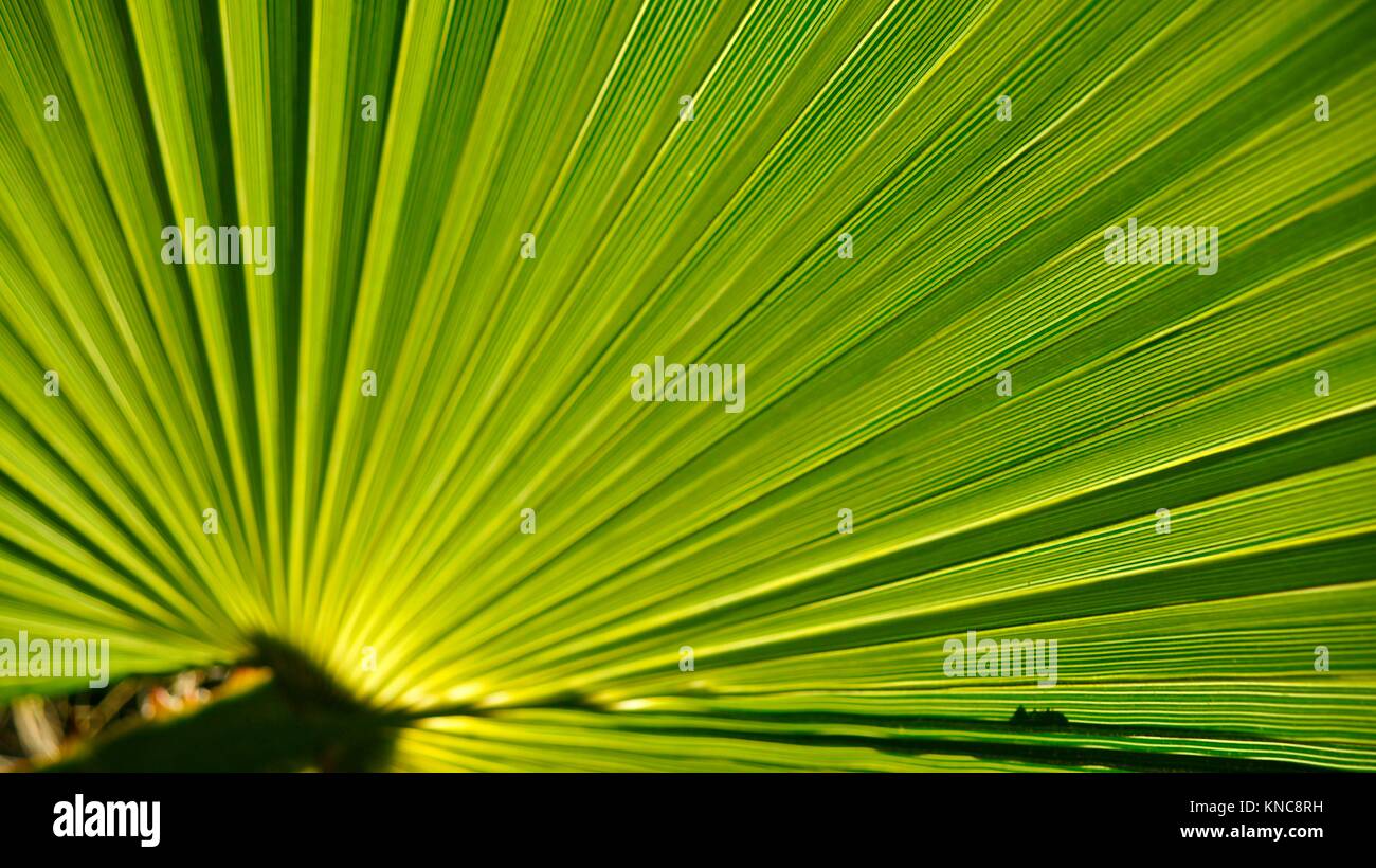 Fan Shaped Leaf High Resolution Stock Photography and Images - Alamy