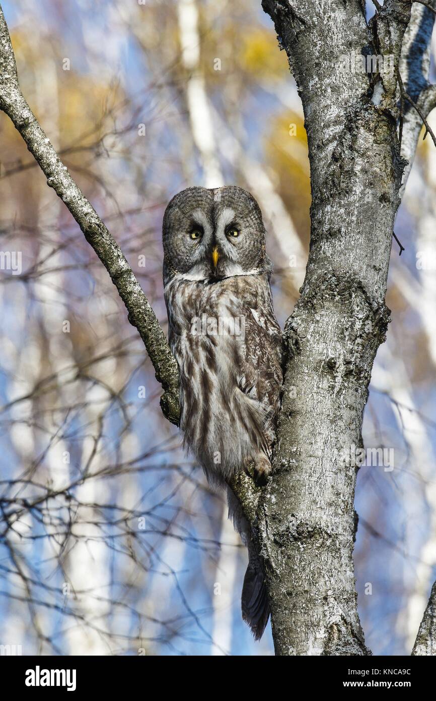 Great Gray Owl sitting on a tree in a spring forest Stock Photo - Alamy