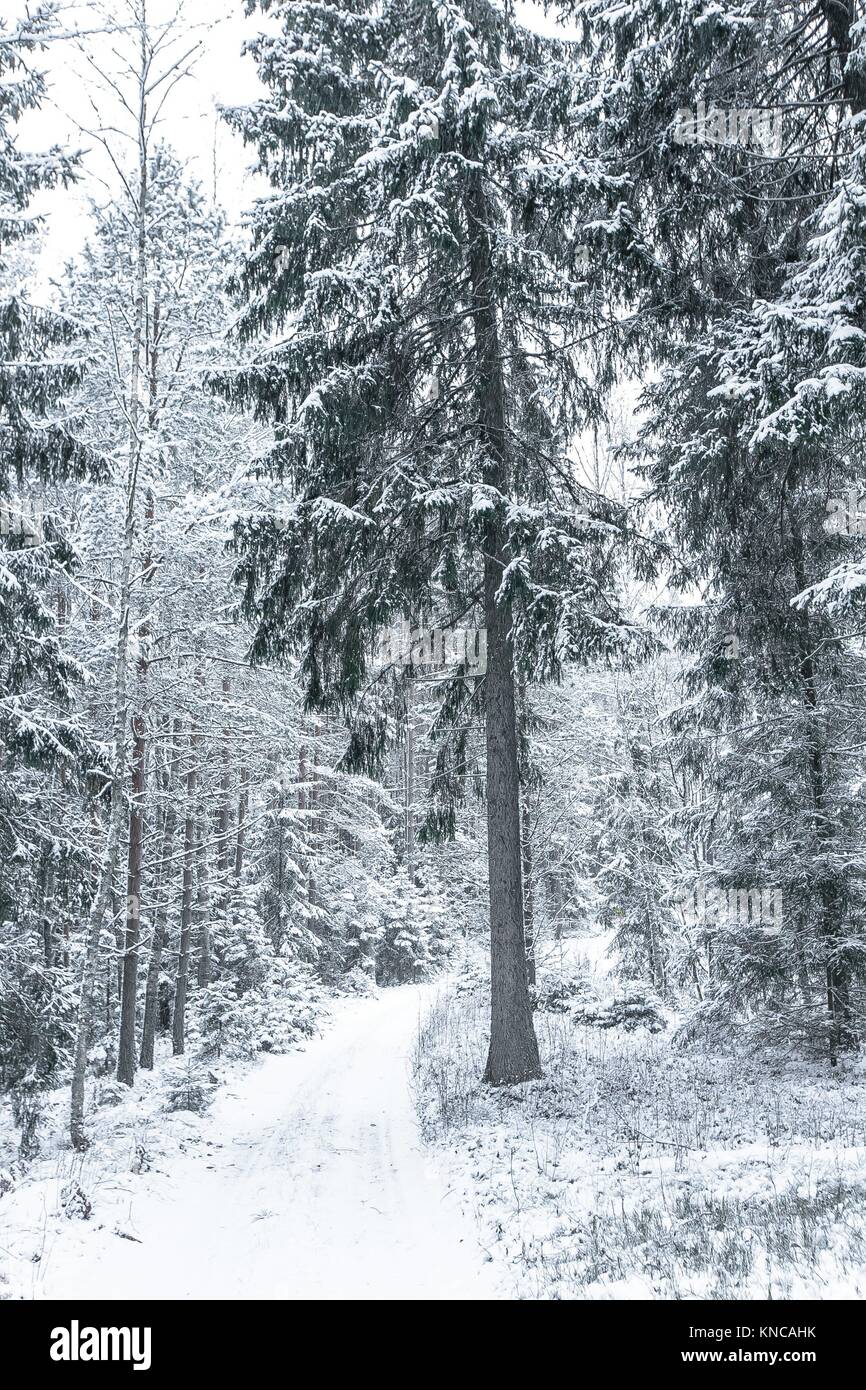 White winter path hi-res stock photography and images - Alamy